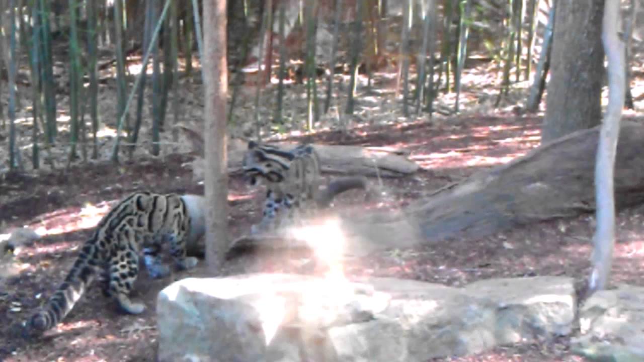 Baby Clouded Leopards Head Stuck In A Ball - Part 1 - YouTube