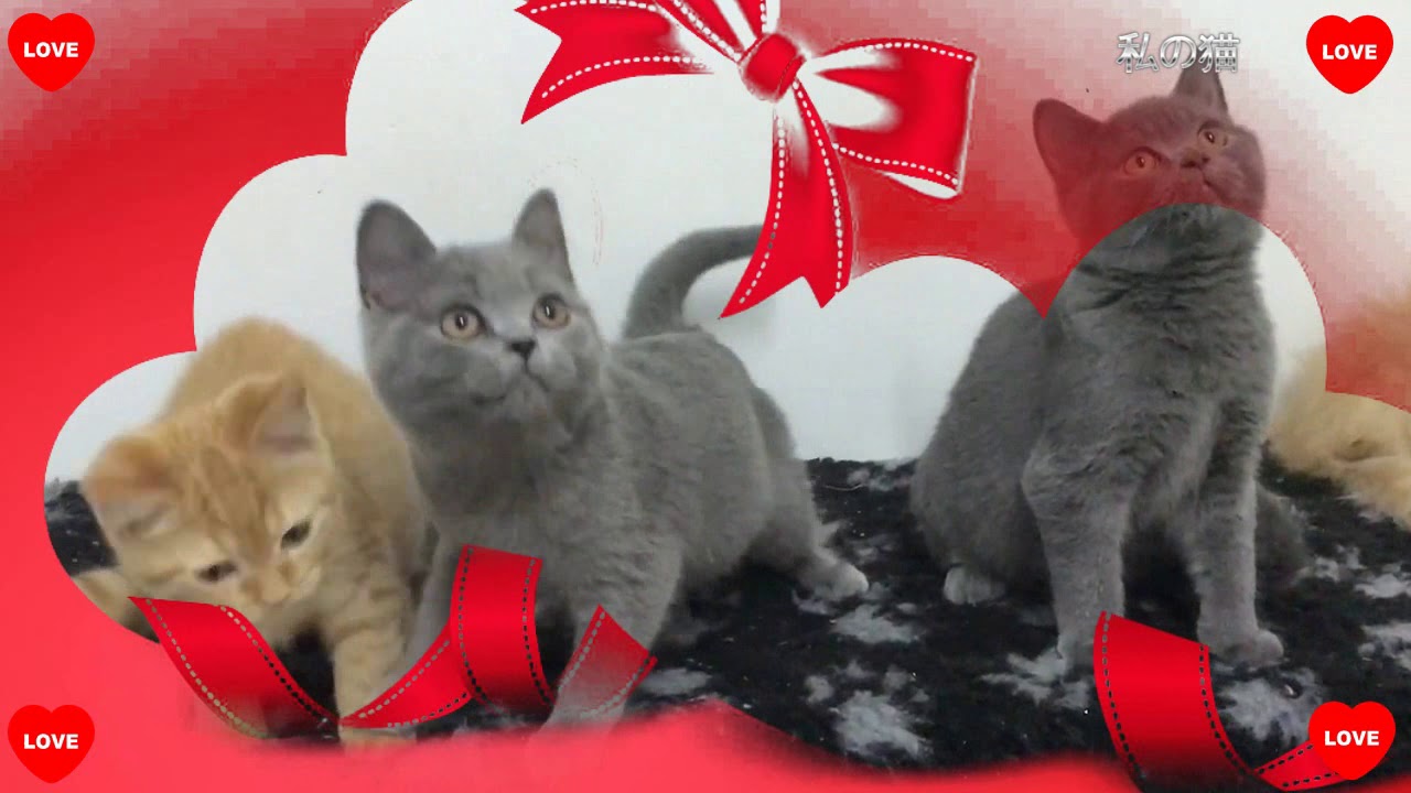 The first birth of a cat needs this kind of care - YouTube