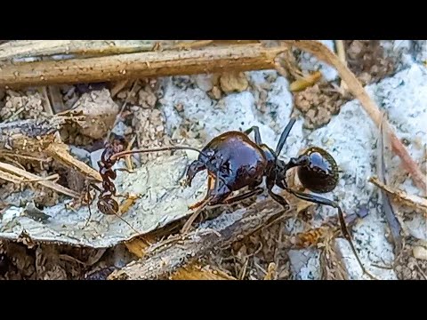 Fourmi noire soldat - YouTube