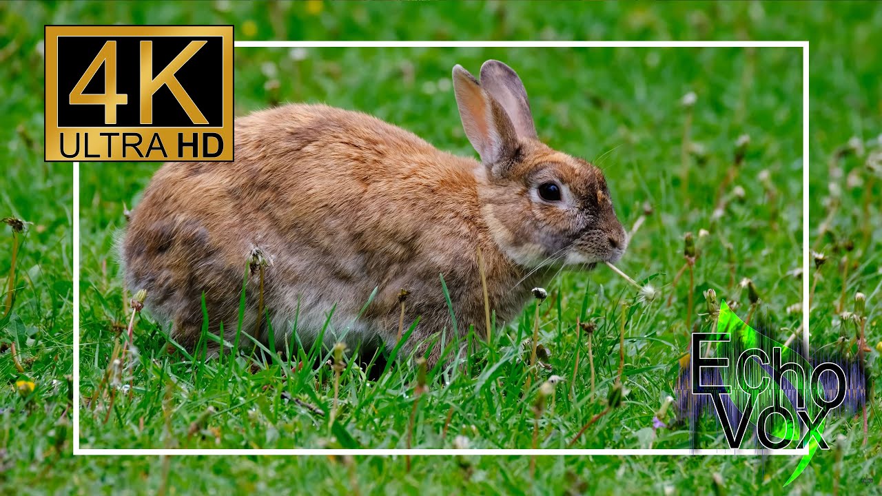 Cute bunnies 10 hour compilation - 4k footage with calm music ...