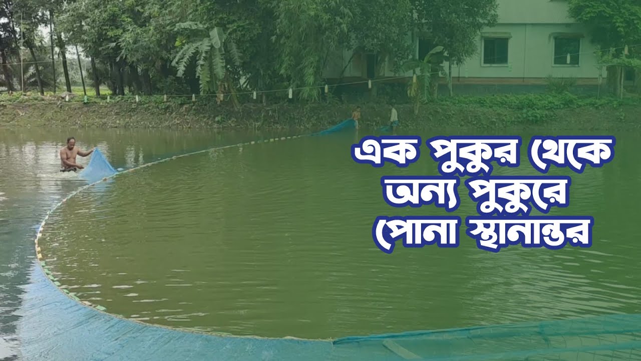 এক পুকুর থেকে অন্য পুকুর করে পোনা স্থানান্তর | The Fish Network - YouTube
