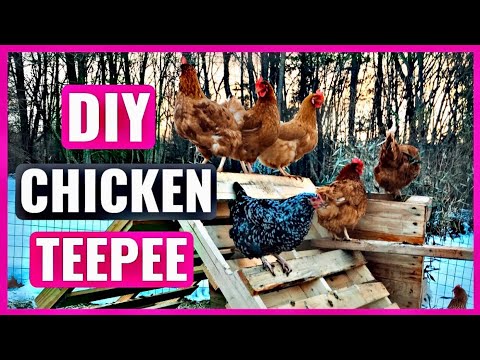 DIY Chicken Teepee #Shorts - YouTube