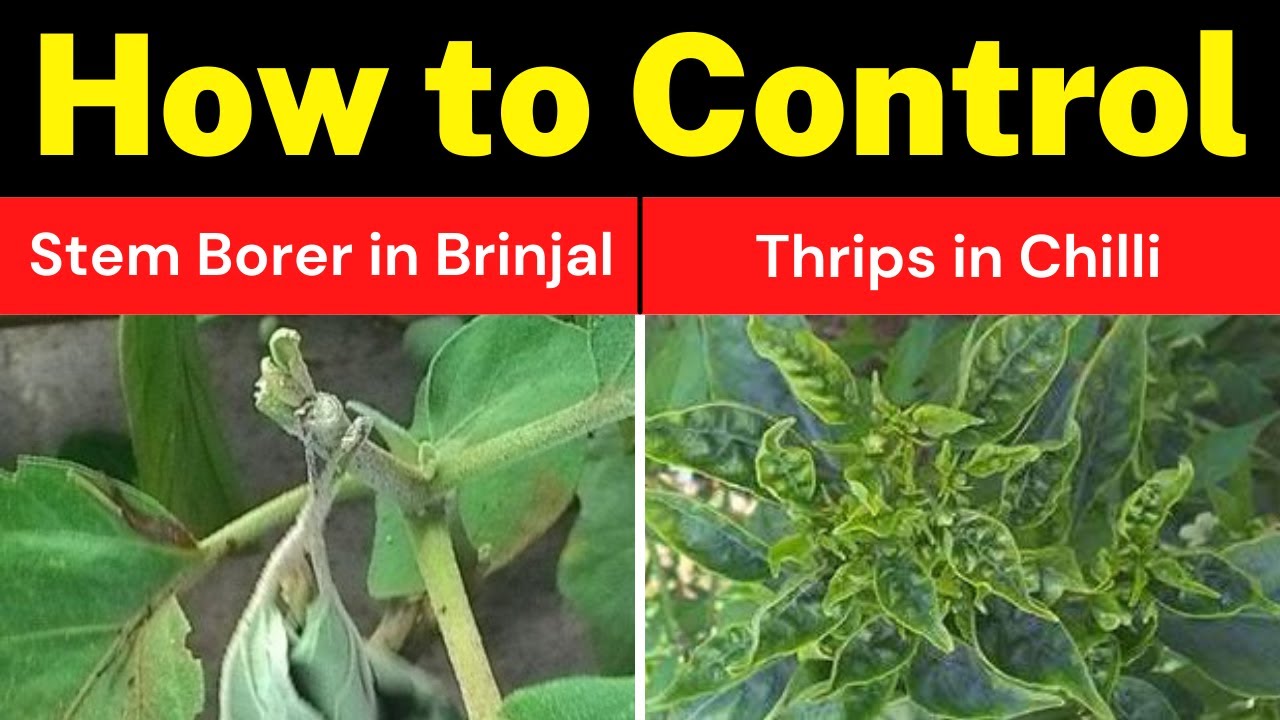 Farmer Q & A : How to Control | Stem Borer in Brinjal | Thrips in ...