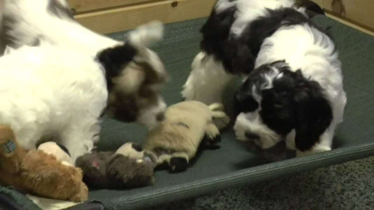 Schnocker Puppies for Sale from www.dyerfarms.com - YouTube