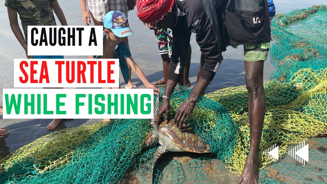 Caught A Sea Turtle While Fishing In Gambia - YouTube