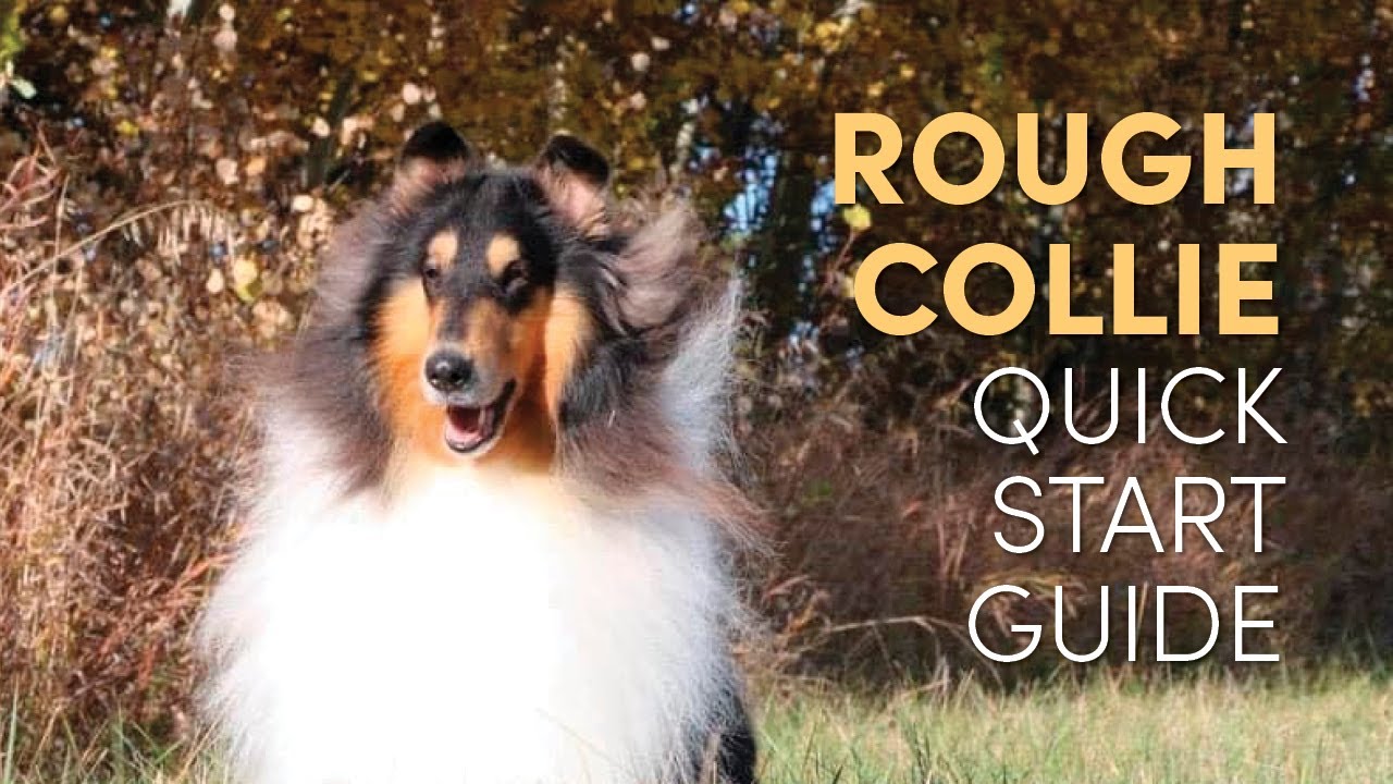 Rough Collie Grooming Supplies (Quick Start Guide) - YouTube