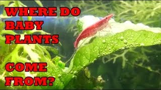 HOW I GROW New Aquarium JAVA FERN PLANTS for FREE