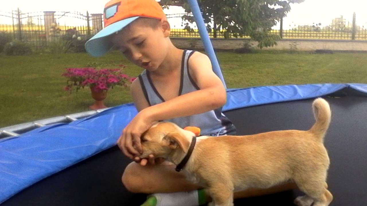 Oskar vs pies Reksio - YouTube