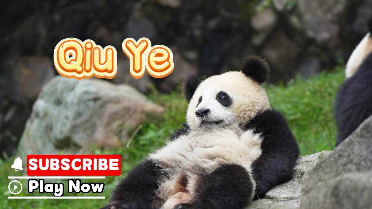 【The Giant Panda Story】Episode 31 Qiu Ye, A Lively Panda Boy | iPanda ...
