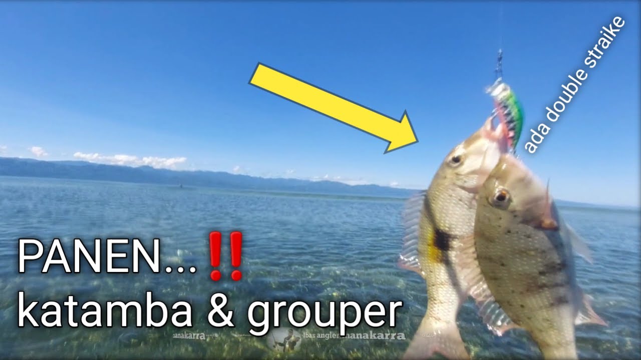 Panen IKAN KATAMBA & GROUPER mantap mantap joss ‼️ - YouTube