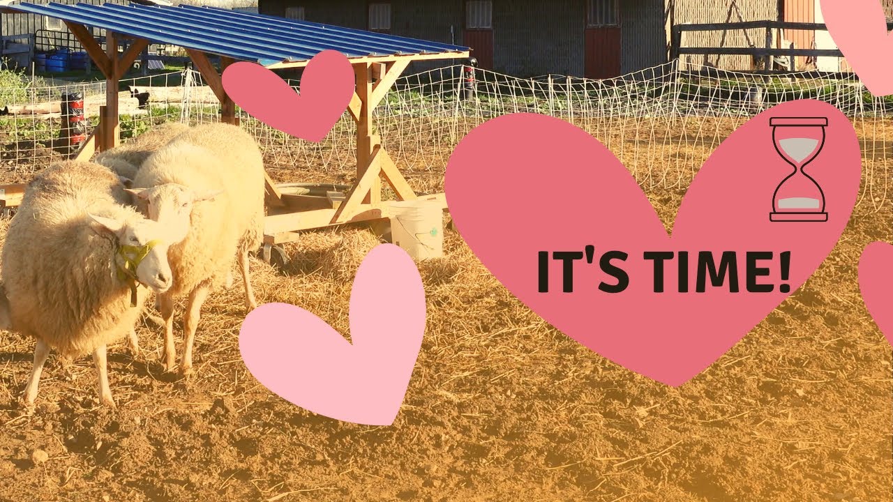 When is the BEST time for sheep to breed? - YouTube