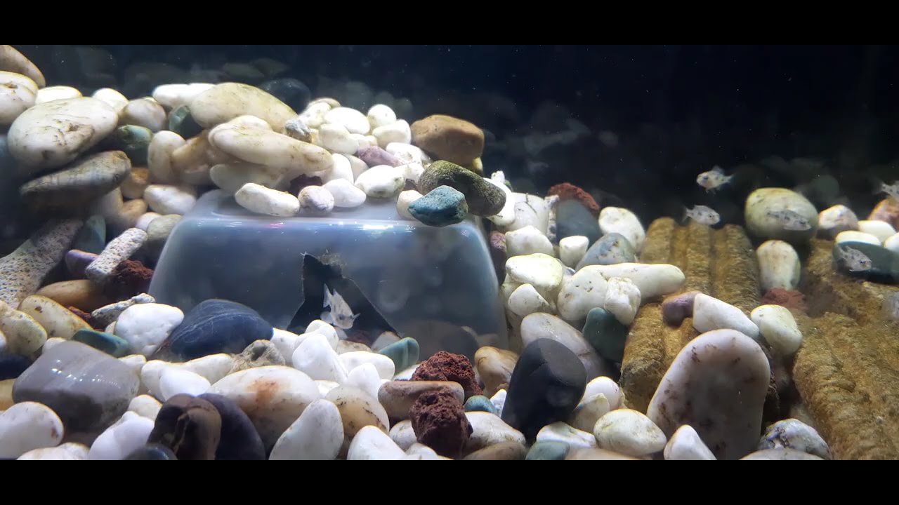 Baby Blue Dolphin - YouTube