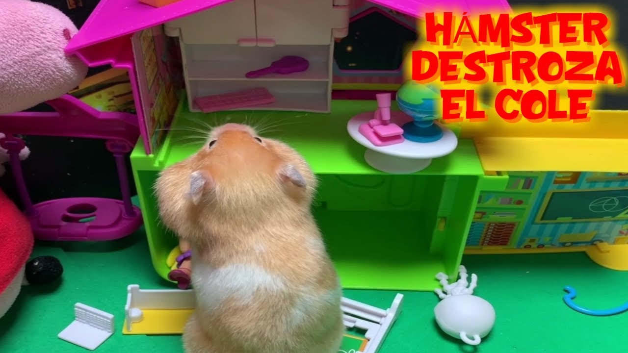 Peppa y el Hámster en el colegio | Vídeos de Peppa Pig en español - YouTube