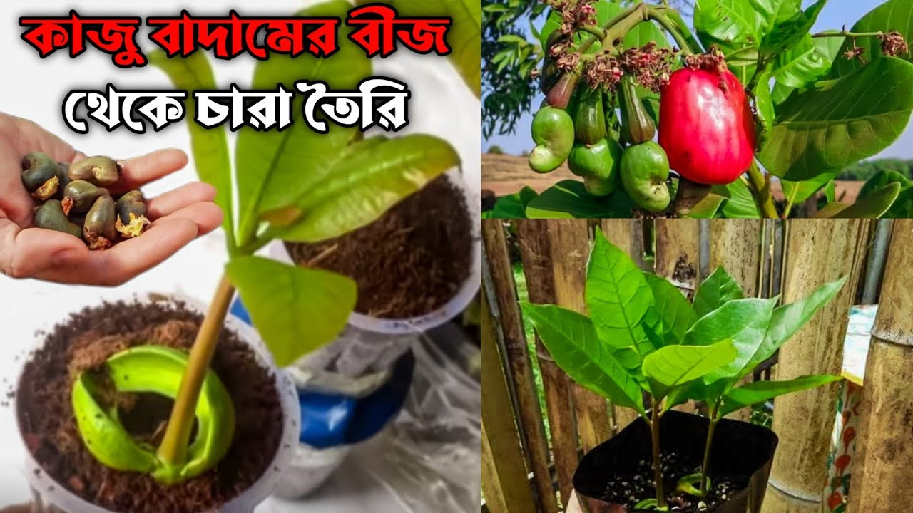 কাজু বাদাম বীজ থেকে চারা তৈরির সহজ পদ্ধতি | How to grow Cashew plant ...