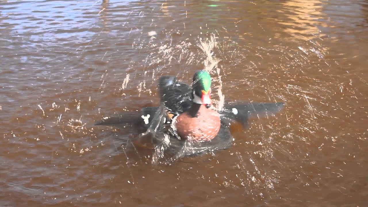 WOOD DUCK - Rotating Wings - YouTube