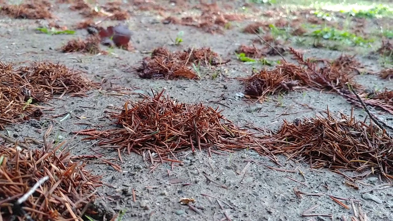 Night Crawler Middens mounds. - YouTube