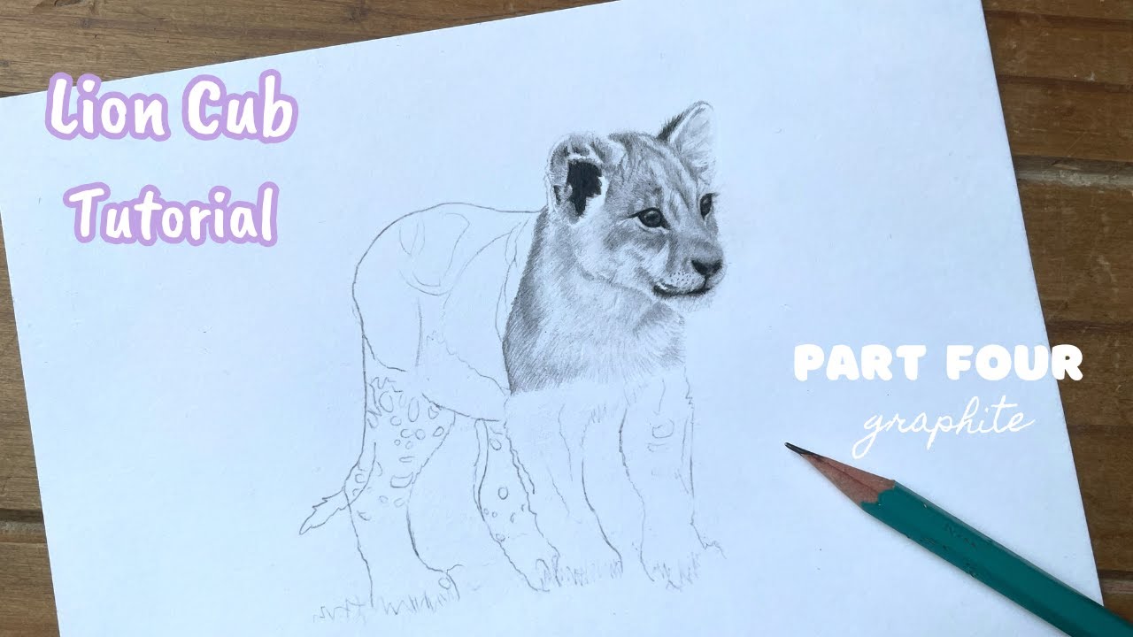 How To Draw a Realistic Lion Cub Part 4 | Real Time Graphite Tutorial ...