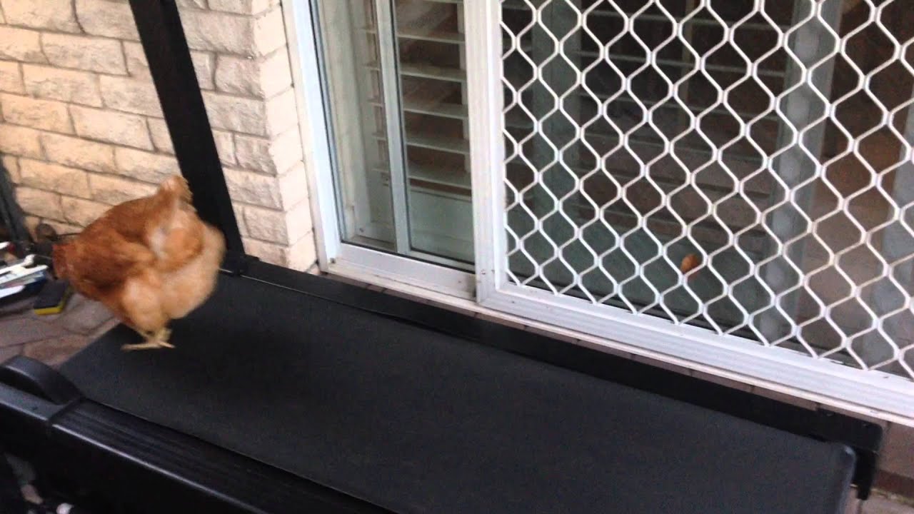 Treadmill Chicken - YouTube