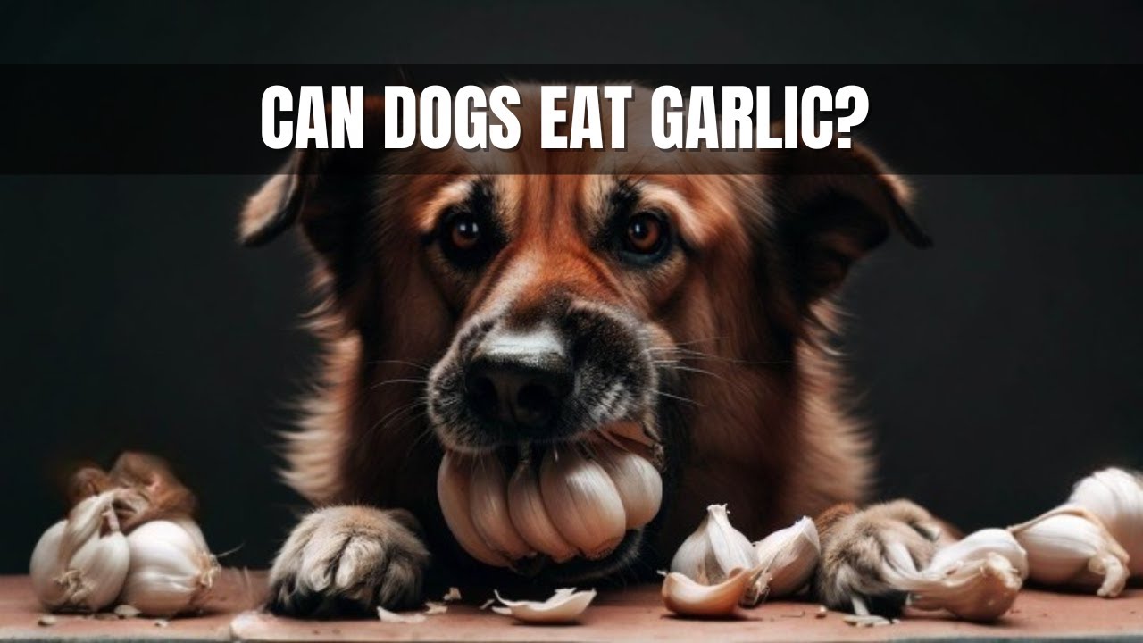 Can Dogs Eat Garlic? 🐕‍🦺 🧄 - YouTube