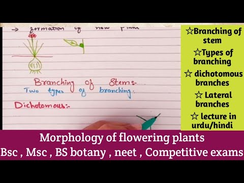 branching of stem|dichotomous and lateral branches| chapter stem part 6 ...
