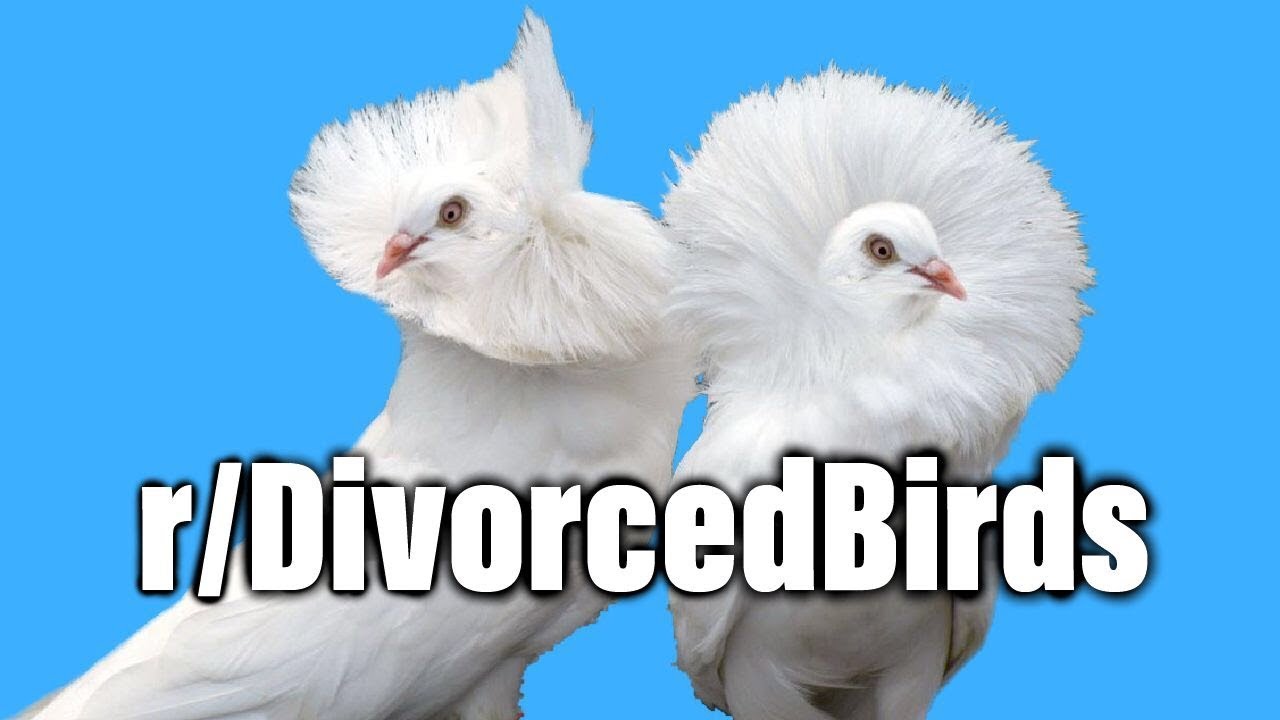 r/DivorcedBirds | Top posts of all time - YouTube