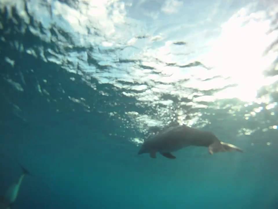 Buceando con delfines, Cooper Island - YouTube