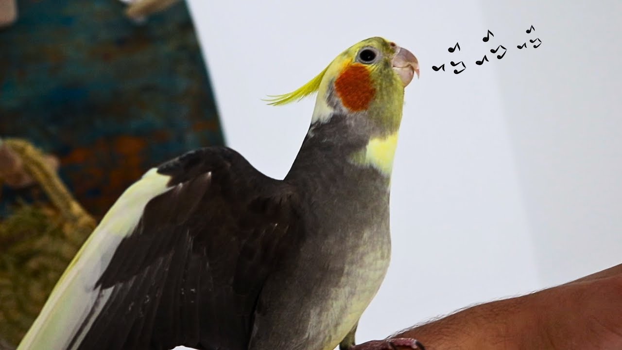 Adorable Cockatiel Sings | Riki the Cockatiel #cockatielsinging - YouTube