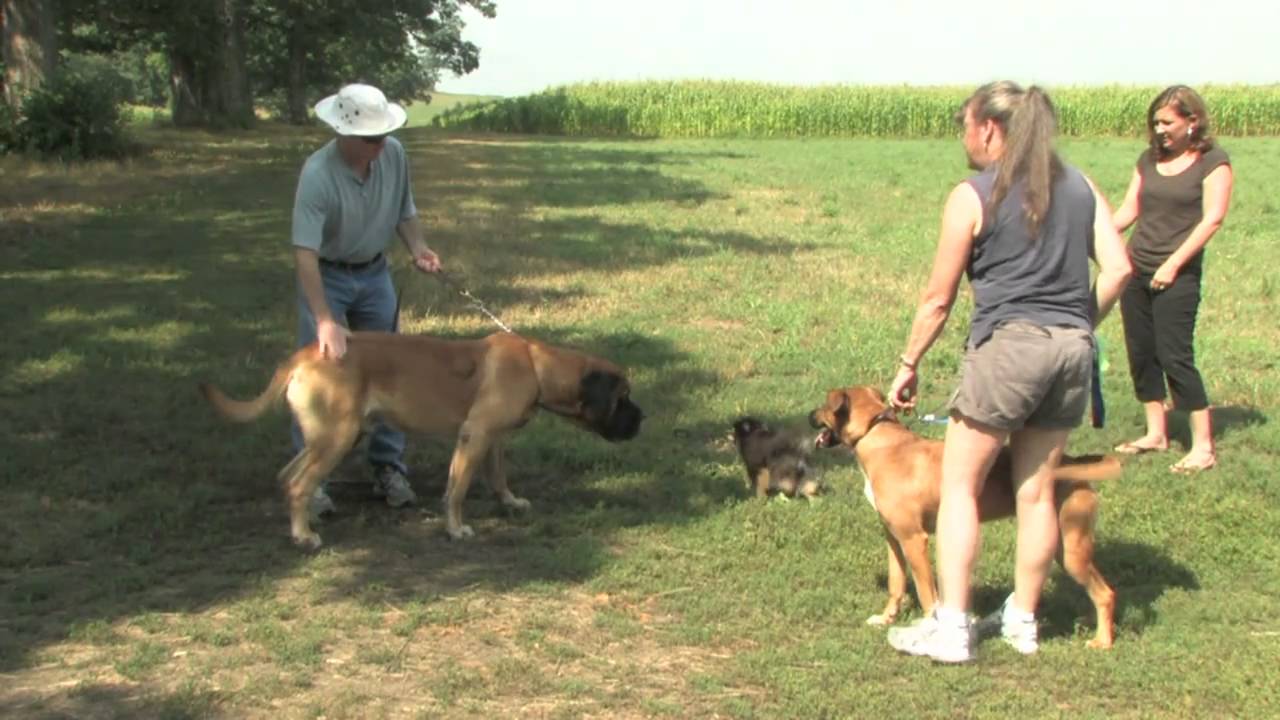 Tufts Farm Field: Proper Control of Your Dog - YouTube