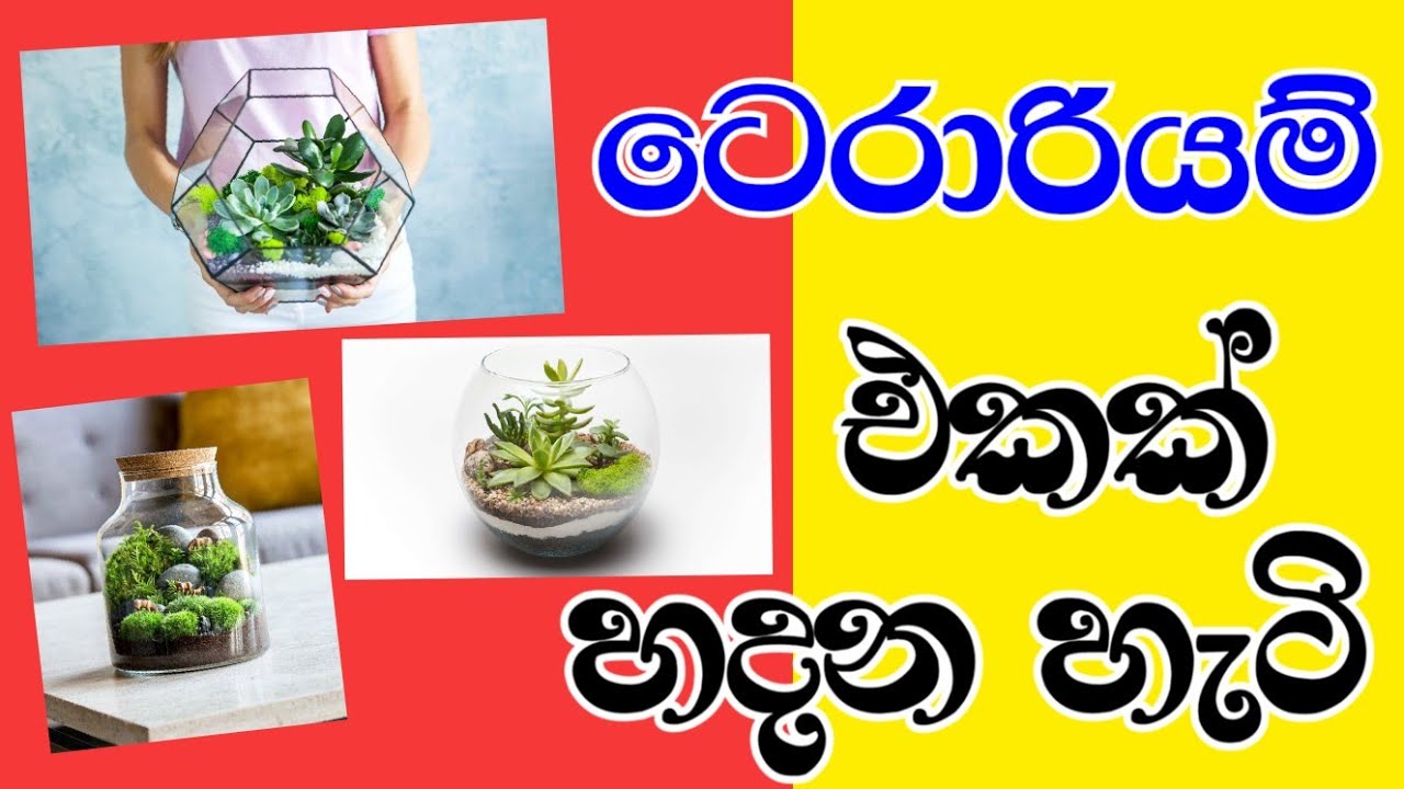 ලස්සන ටෙරාරියම් එකක් ගෙදරදීම හදන්නේ මෙහෙමයි | How to make a terrarium ...