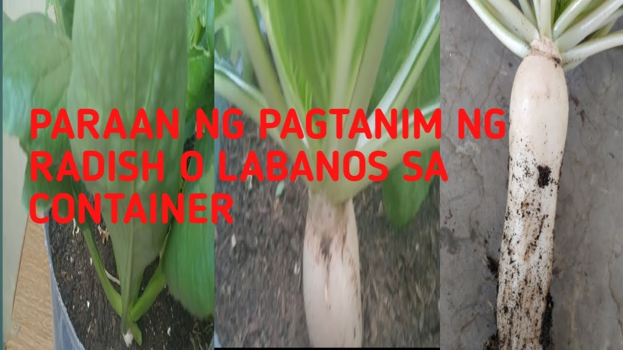 PAANO MAGTANIM NG NG RADISH O LABANOS SA CONTAINER - YouTube