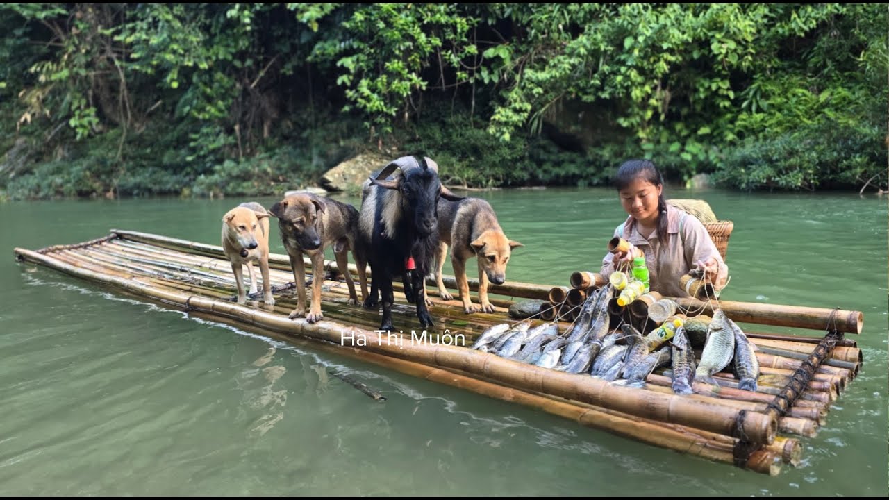 Fishing on a raft with dogs and goats in the countryside. - ha thi muon ...