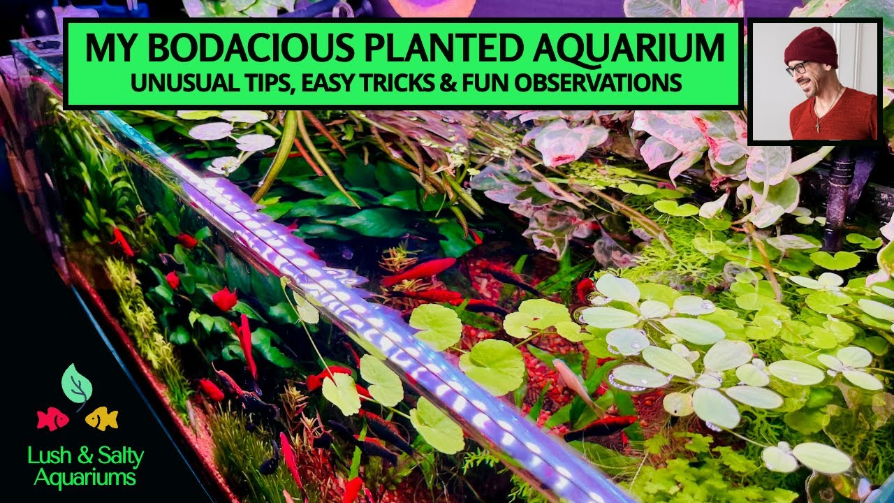 Bodacious Planted Aquarium (Unusual Tips, Tricks & Observations)! - YouTube
