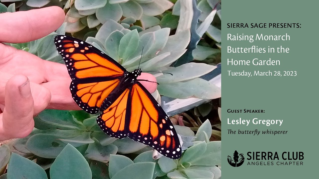 Raising Monarch Butterflies in the Home Garden - YouTube