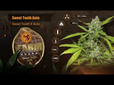 Barneys Farm Sweet Tooth Auto