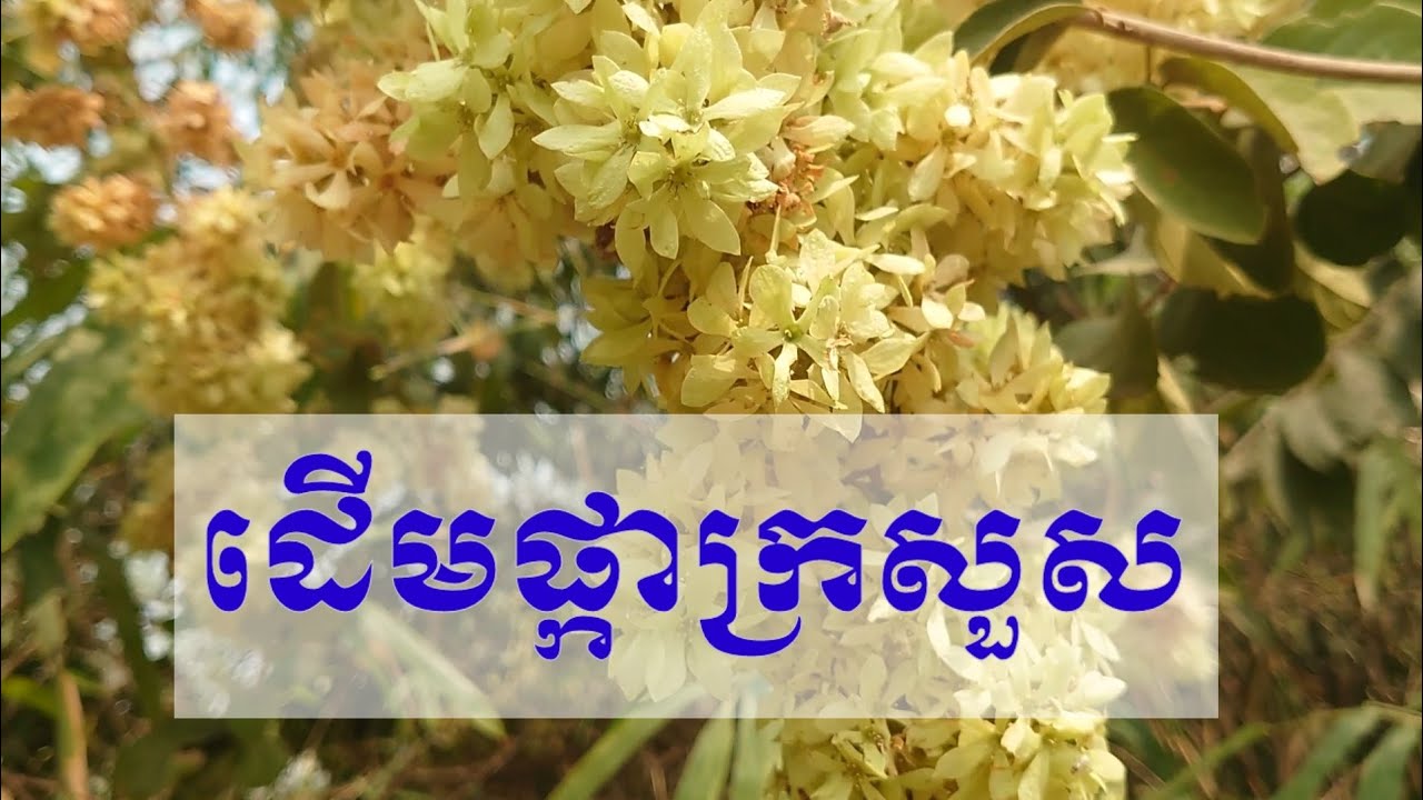 ដើម ផ្កាក្រសួស / The Plants Of Flowers Kror Sous - YouTube