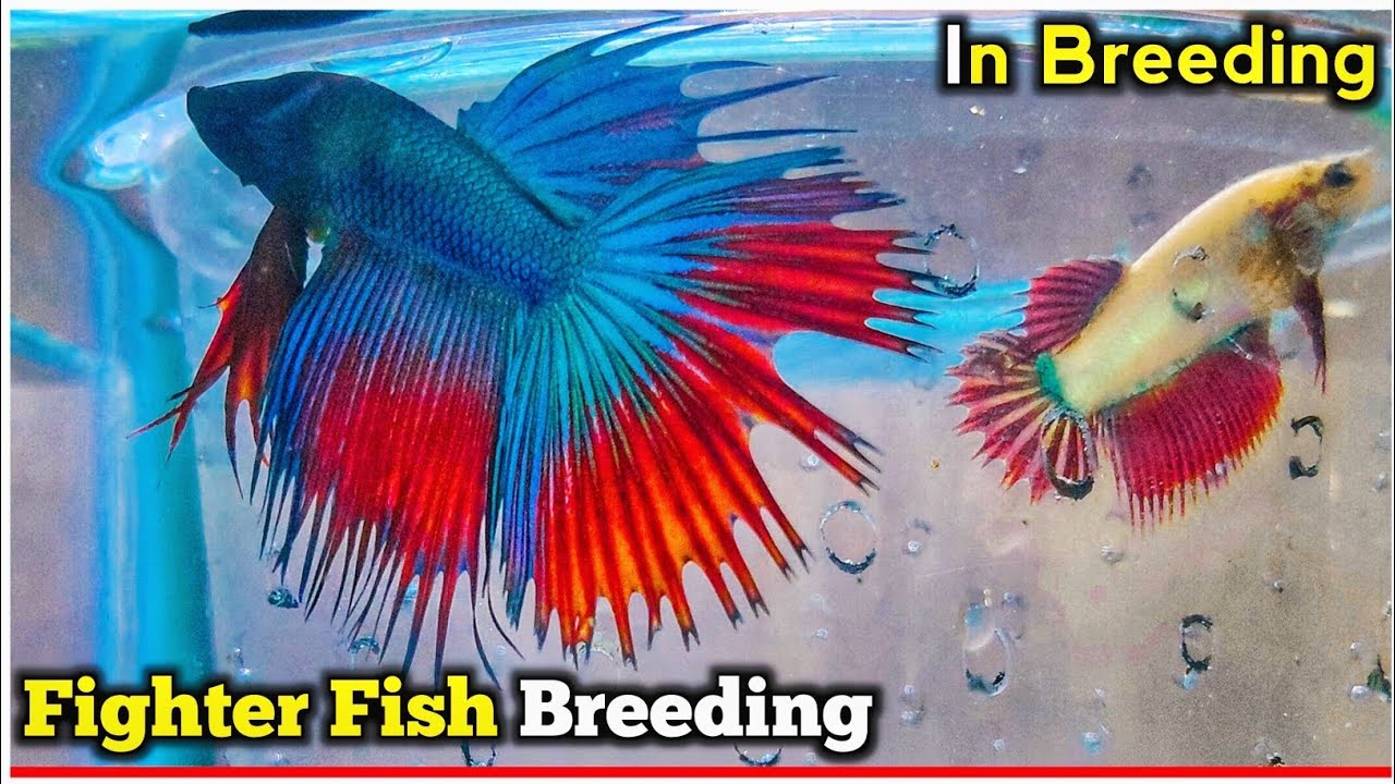 How To Fighter Fish Breeding. How To Make Betta Fish Breeding Setup ...