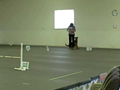 APDT Rally Level 3 Title Score 209 Airedale - YouTube