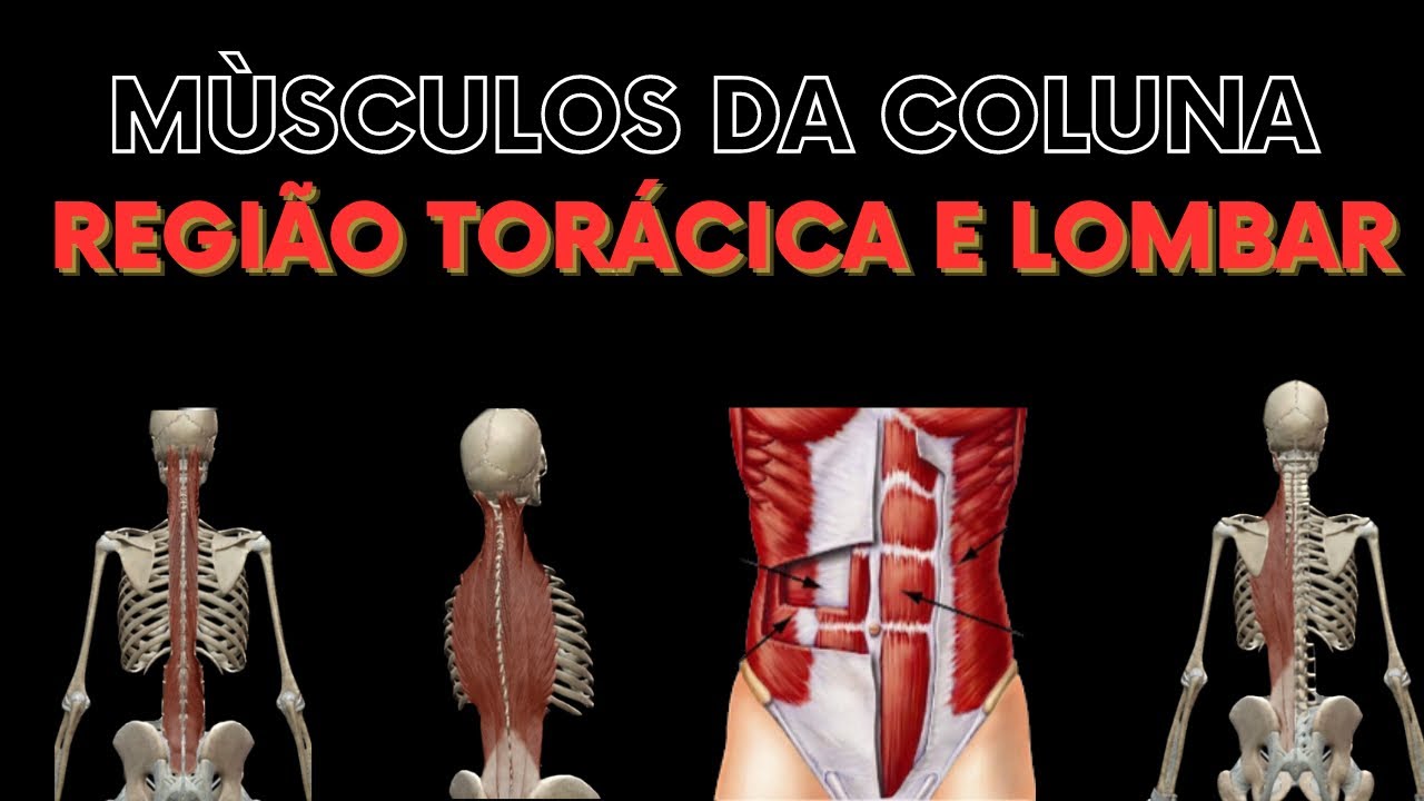 Músculos da coluna : Região Torácica e Lombar. - YouTube