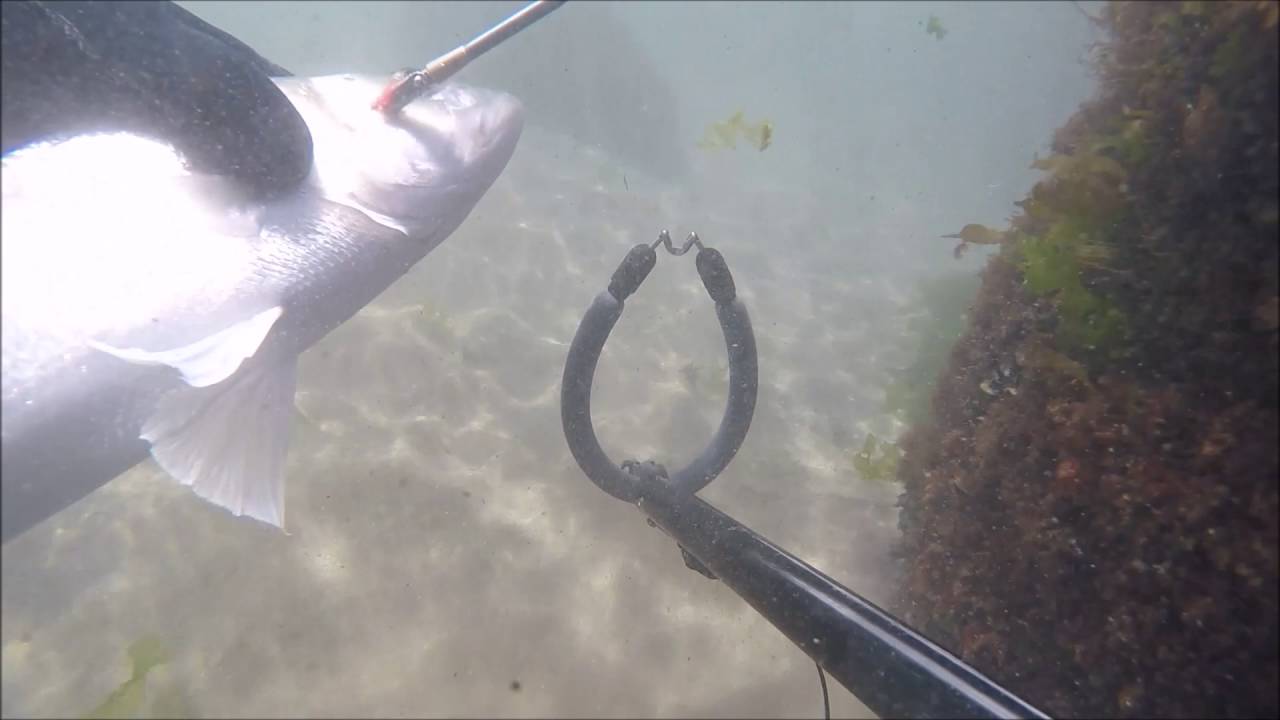 chasse sous marine (loup bars spigola robalos lubina labrax sea bass ...