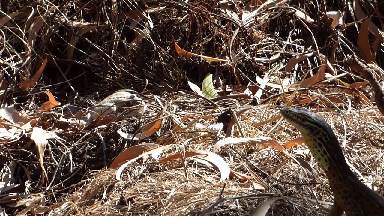 Yellow-spotted Monitor attacking Giant Frog - YouTube