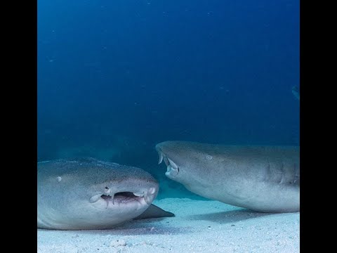 Belize nurse sharks - YouTube