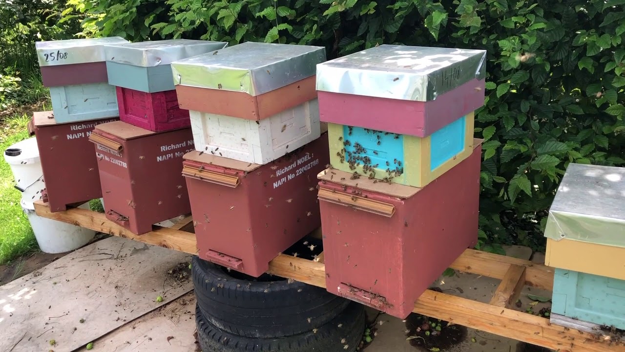 The Mini-Plus Mating Nuc Explained - YouTube