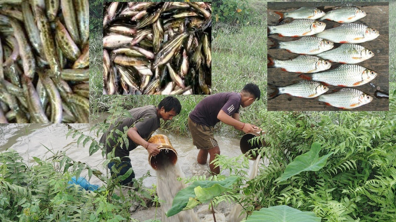 Stone age Fishing / Traditional fishing/ Amazing tribal - YouTube