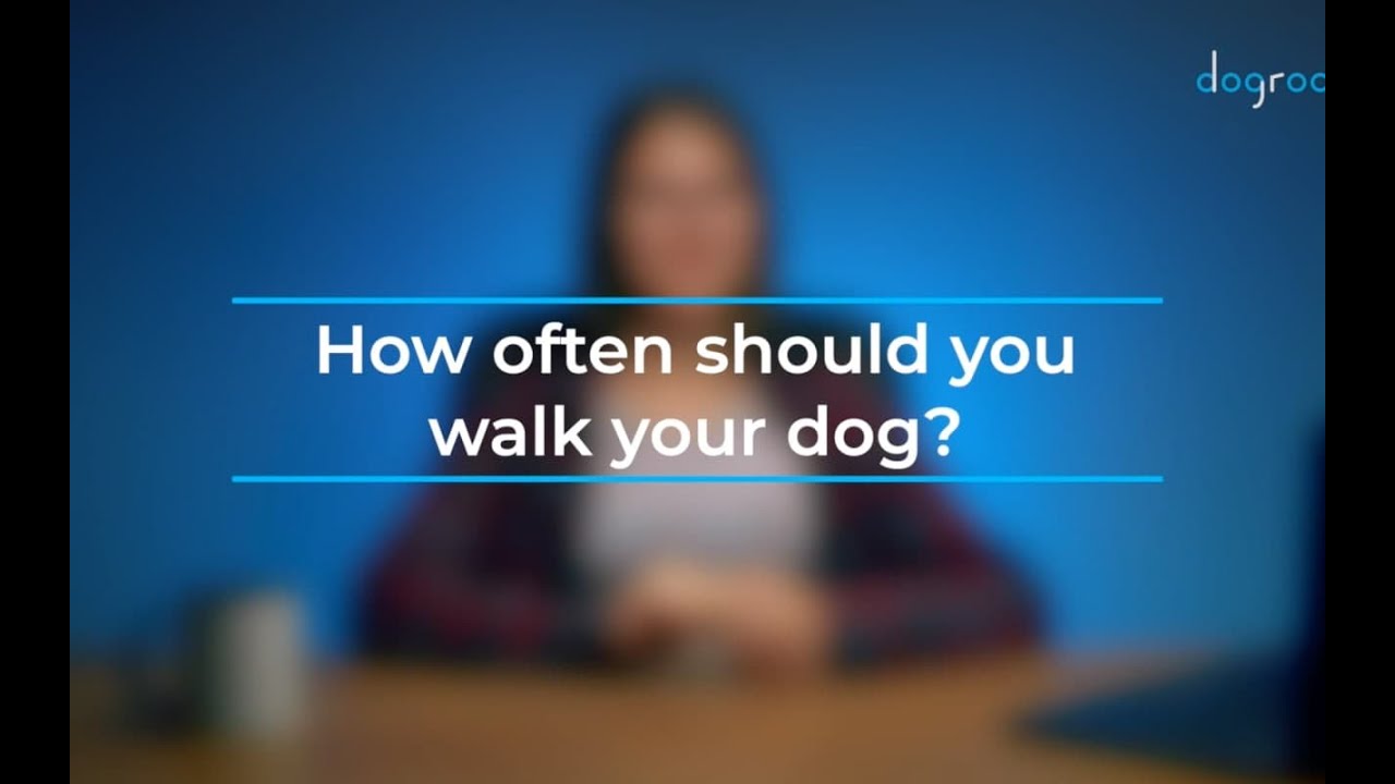 How Often Should You Walk Your Dog Podcast By DogRook YouTube how-often-should-you-walk-your-dog-podcast-by-dogrook-youtube