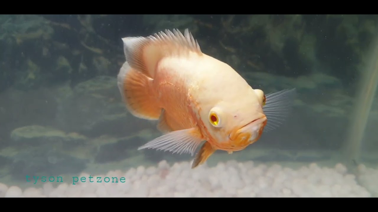 Mango Oscar Fish | Oscar fish aquarium | Keeping oscar aquarium - YouTube