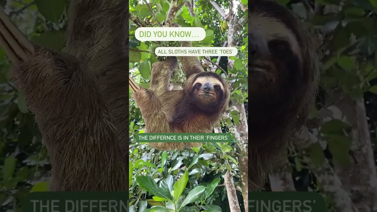 Sloth Toes