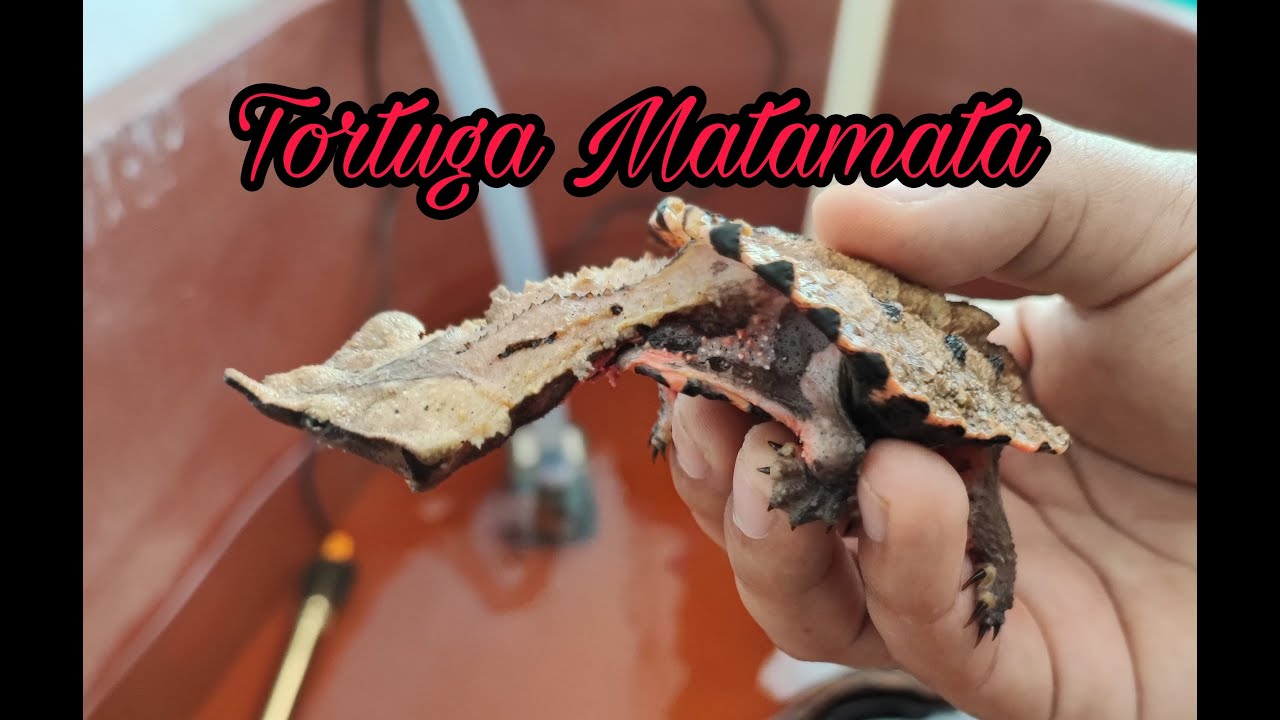 TORTUGA MATAMATA - MI NUEVA MASCOTA - YouTube