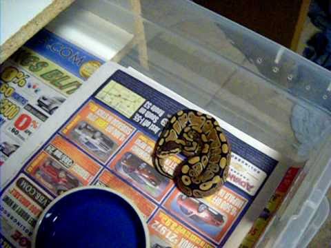 My ball pythons, my snake rack, and some feeding - YouTube