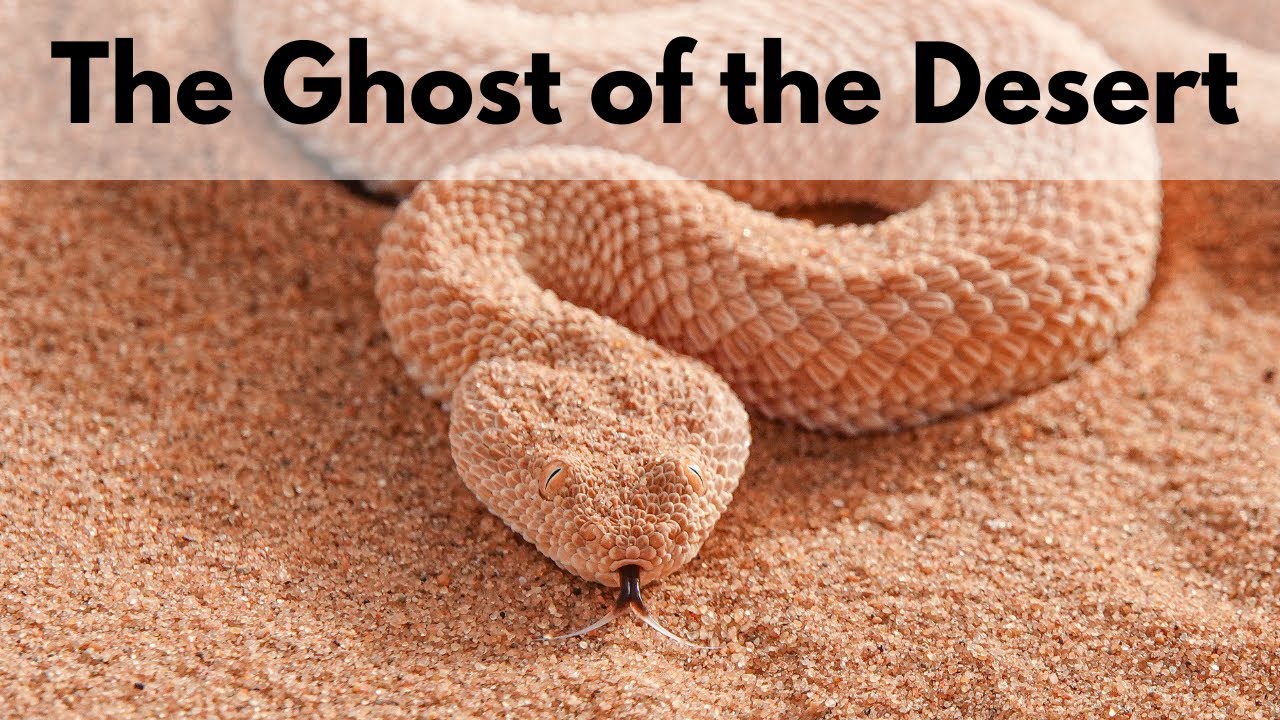 Sahara Sand Viper: The Desert’s Deadliest Ghost - YouTube