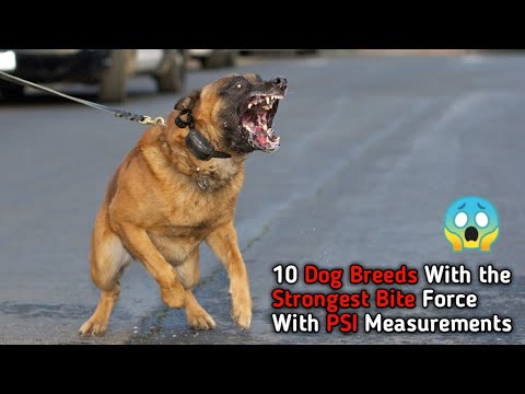 10 🐕 Dog Breeds, With Strongest Bite Force😱[With (PSI) Measurements] # ...